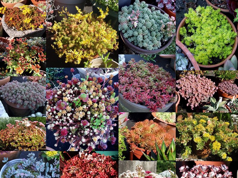 How to Grow and Care for Sedums