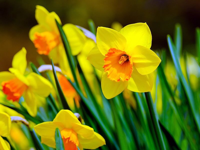 Planting Spring Bulbs in Ireland