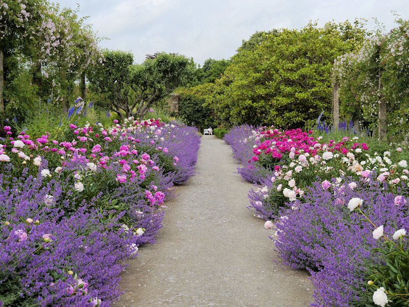 Growing Roses in Ireland - Ardcarne Garden Centre | Roscommon Town ...