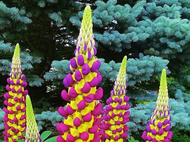 How to grow and care for Lupins in Ireland