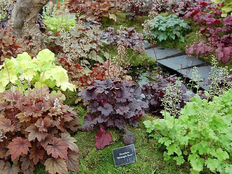 How to Grow and Care for Heuchera