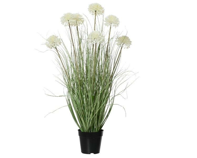 Allium in pot - Ardcarne Garden Centre | Roscommon Town, Boyle & Online