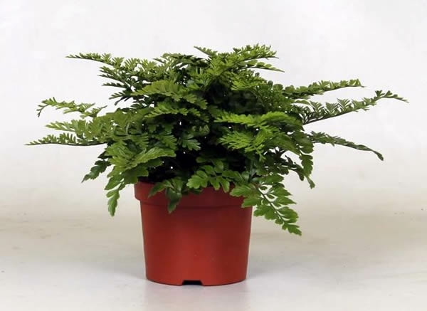 Asplenium parvati (12cm pot) - Ardcarne Garden Centre | Roscommon Town ...