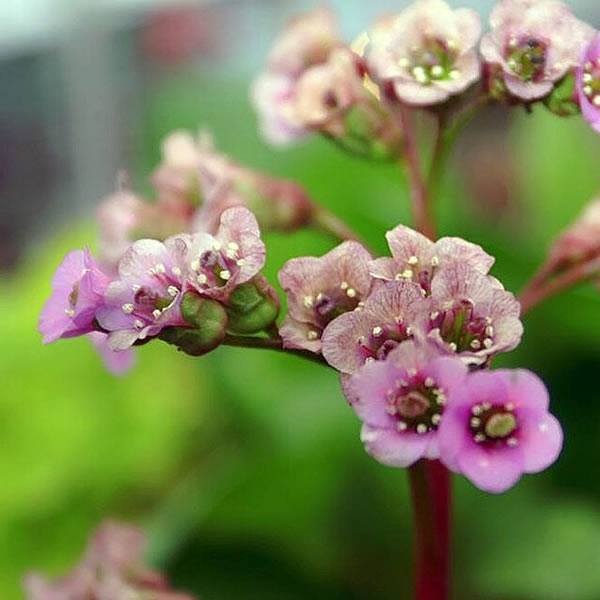 Bergenia 'Bressingham Ruby' (2L pot) - Ardcarne Garden Centre ...