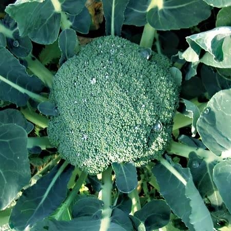Broccoli (Calabrese) Green Magic F1 - Ardcarne Garden Centre ...