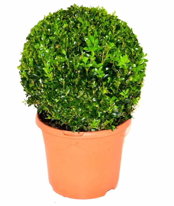 Buxus sempervirens (50cm ball) - Ardcarne Garden Centre | Roscommon ...
