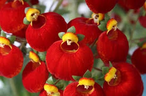 Calceolaria Red (2L pot) - Ardcarne Garden Centre | Roscommon Town ...