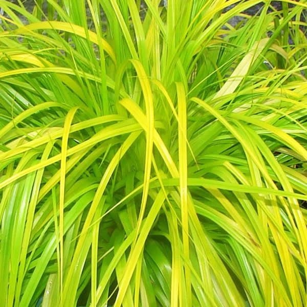 Carex Evirillo (3L pot) - Ardcarne Garden Centre | Roscommon Town ...
