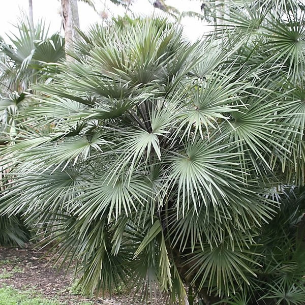 Chamaerops Humilis (3L pot) - Ardcarne Garden Centre | Roscommon Town ...
