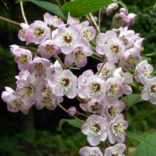 Deutzia compacta (hookeriana) (5L pot) - Ardcarne Garden Centre ...