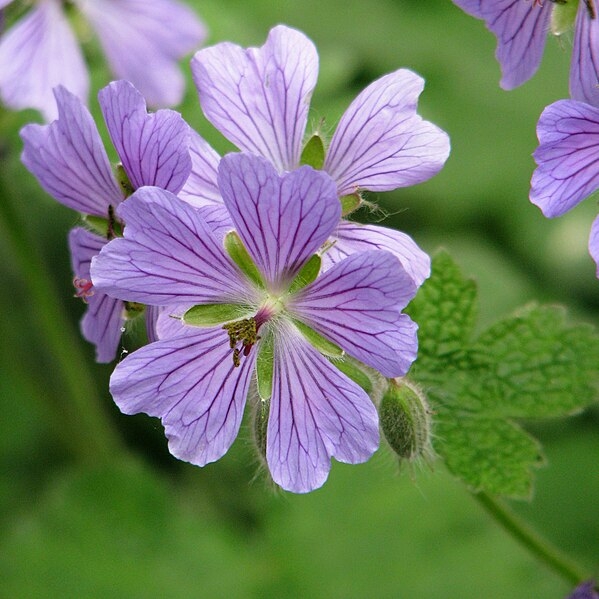 Geranium 'Philippe Vapelle' (2L pot) - Ardcarne Garden Centre ...