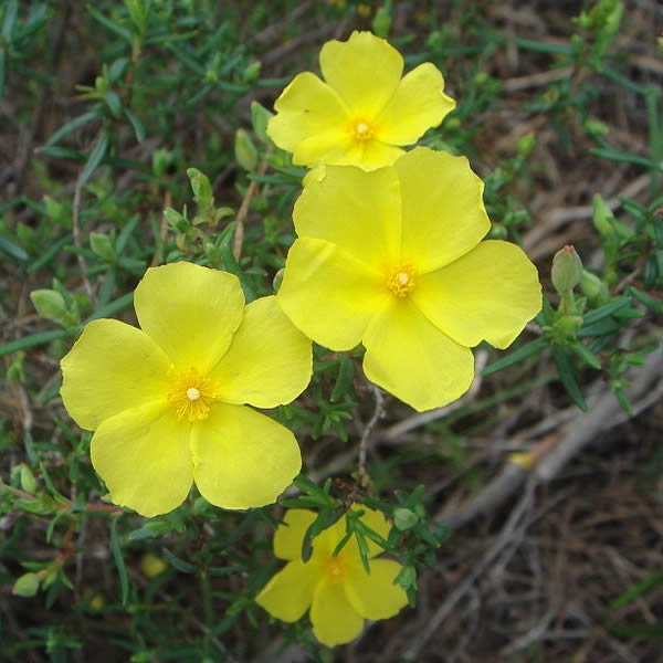 Halimium -Libanotis (3L pot) - Ardcarne Garden Centre | Roscommon Town ...