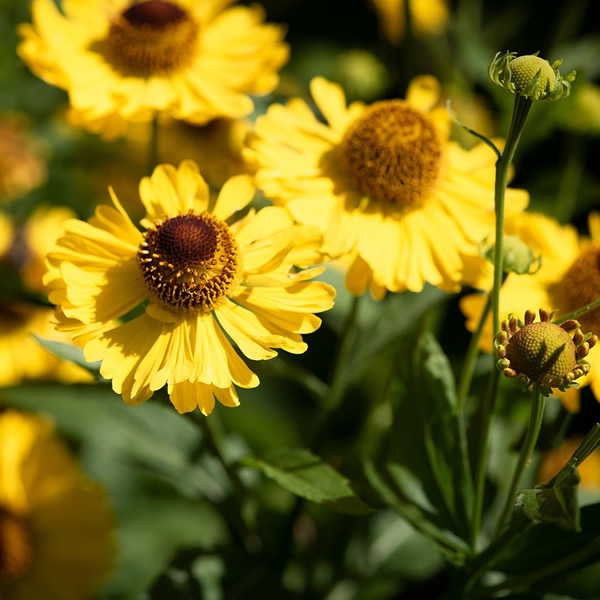 Helenium 'The Bishop' (2L pot) - Ardcarne Garden Centre | Roscommon ...