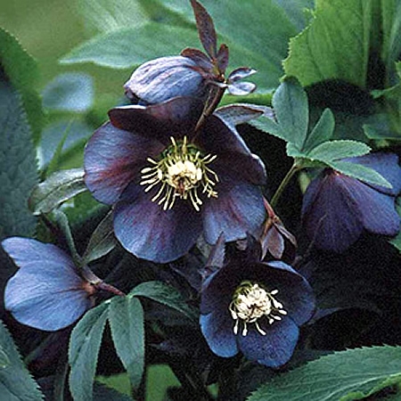 Helleborus 'Blue Metallic Lady' (2L pot) - Ardcarne Garden Centre ...