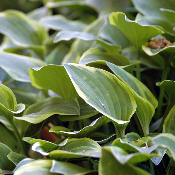 Hosta 'First Frost' (2L pot) - Ardcarne Garden Centre | Roscommon Town ...
