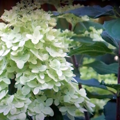 Ardcarne Garden Centre Boyle, Roscommon Town & Online