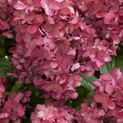 Hydrangea paniculata 'Bonfire' (2.3L pot) - Ardcarne Garden Centre ...
