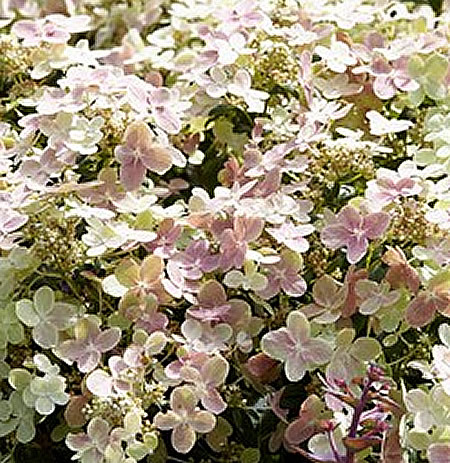 Hydrangea 'Polestar' (3L pot) - Ardcarne Garden Centre | Roscommon Town ...