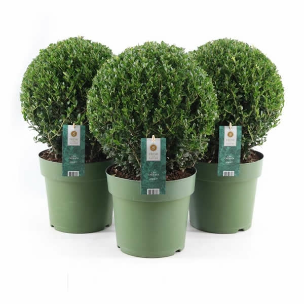 Ilex crenata 'Jenny' (4L pot - Decorative Ball) - Ardcarne Garden ...
