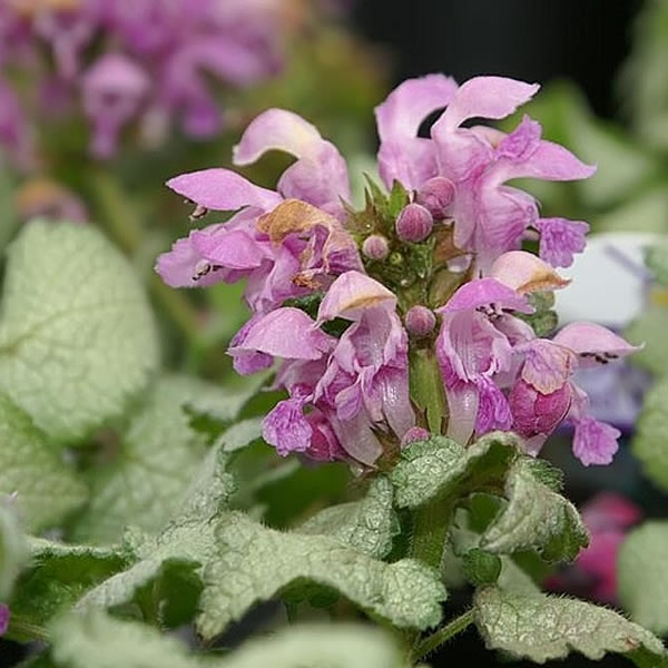 Lamium 'Red Nancy' (2L pot) - Ardcarne Garden Centre | Roscommon Town ...