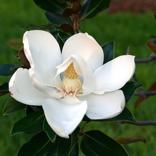 Magnolia 'Kay Parris' (20L pot) - Ardcarne Garden Centre | Roscommon ...