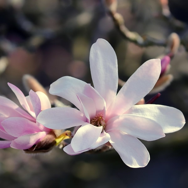 Magnolia 'Raspberry Fun' (5L pot) - Ardcarne Garden Centre | Roscommon ...