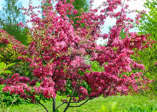 Malus 'Royal Beauty' Std (30L pot) - Ardcarne Garden Centre | Roscommon ...