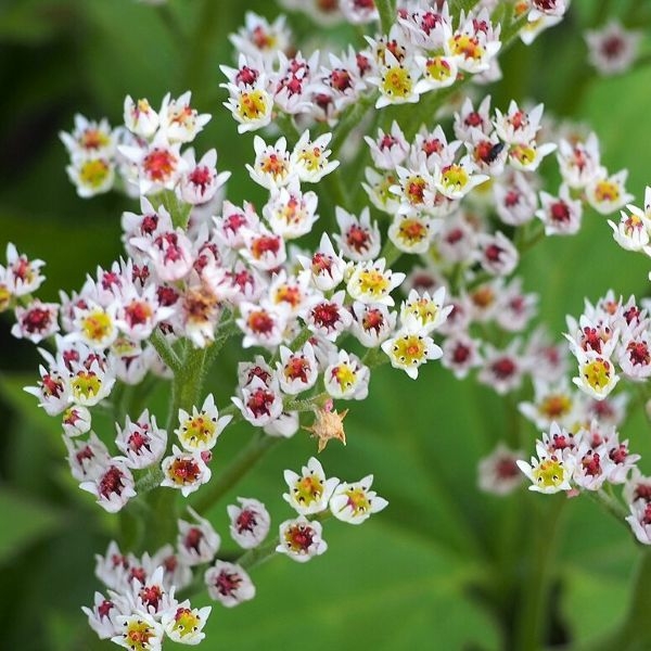 Mukdenia 'Karasuba' (3L pot) - Ardcarne Garden Centre | Roscommon Town ...