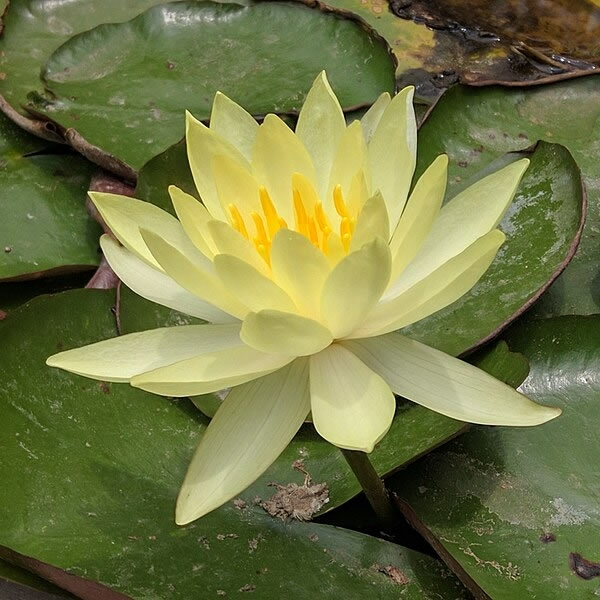 Nymphaea 'Sulphurea' (11cm pot) - Ardcarne Garden Centre | Roscommon ...