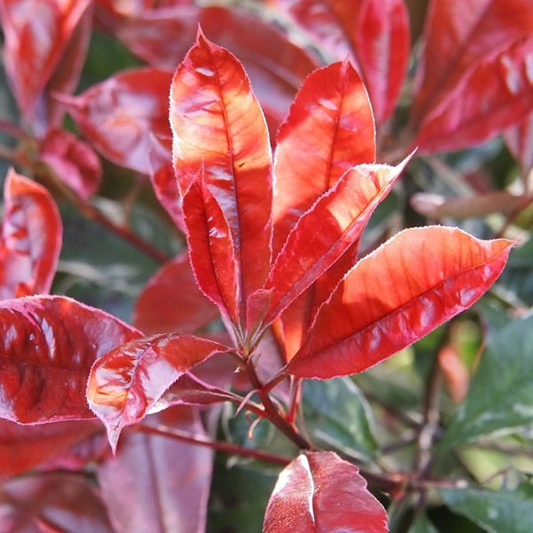 Photinia 'Magical Volcano' (7.5L pot) - Ardcarne Garden Centre ...