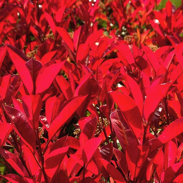 Photinia 'Red Robin Compacta' (9L pot) - Ardcarne Garden Centre ...