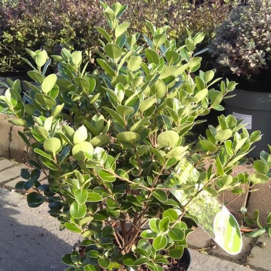 Pittosporum 'Stephen's Island' (5L pot) - Ardcarne Garden Centre ...