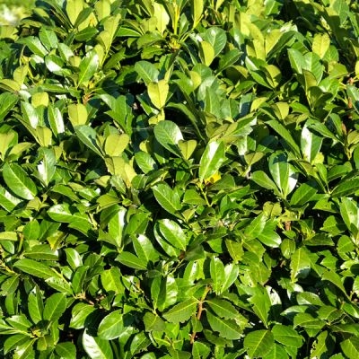 Prunus Rotundifolia 150/175cm (Root Ball) - Ardcarne Garden Centre ...