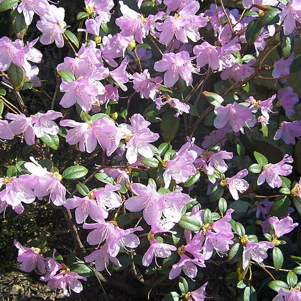 Rhododendron 'Praecox' (5L pot) - Ardcarne Garden Centre | Roscommon ...