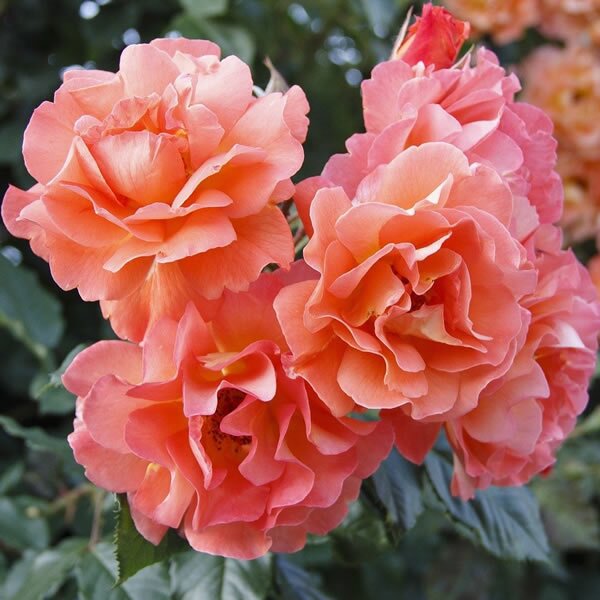 Rosa 'Alibaba' (4.5L pot) - Ardcarne Garden Centre | Roscommon & Boyle