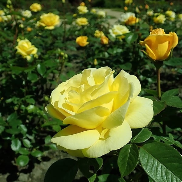 Rosa 'Arthur Bell' (4.5L pot) - Ardcarne Garden Centre | Roscommon & Boyle