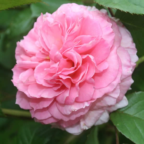 Rosa 'James Galway' ® (5L pot) - Ardcarne Garden Centre | Roscommon & Boyle