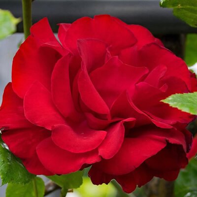 Roses - Ardcarne Garden Centre | Roscommon & Boyle