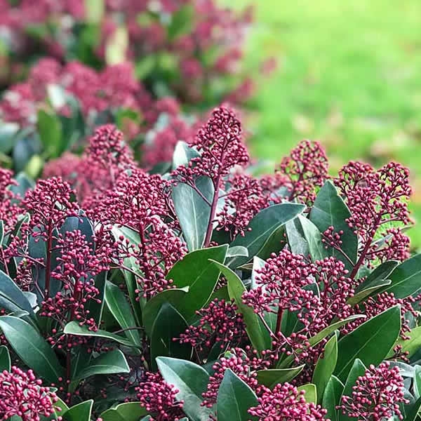 Skimmia 'Rubella' (5L pot) - Ardcarne Garden Centre | Roscommon Town ...