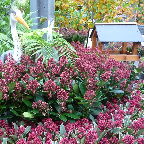 Skimmia 'Rubella' (5L pot) - Ardcarne Garden Centre | Roscommon Town ...