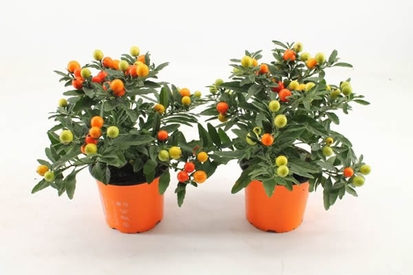Solanum pseudocapsicum (12cm pot) - Ardcarne Garden Centre | Roscommon ...