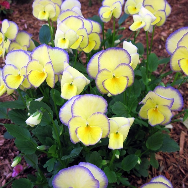 Viola 'Etain' (2L pot) (2L pot) - Ardcarne Garden Centre | Roscommon ...
