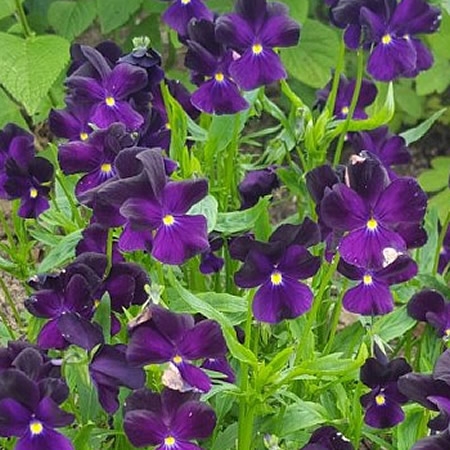 Viola 'Martin' (2L pot) - Ardcarne Garden Centre | Roscommon Town ...