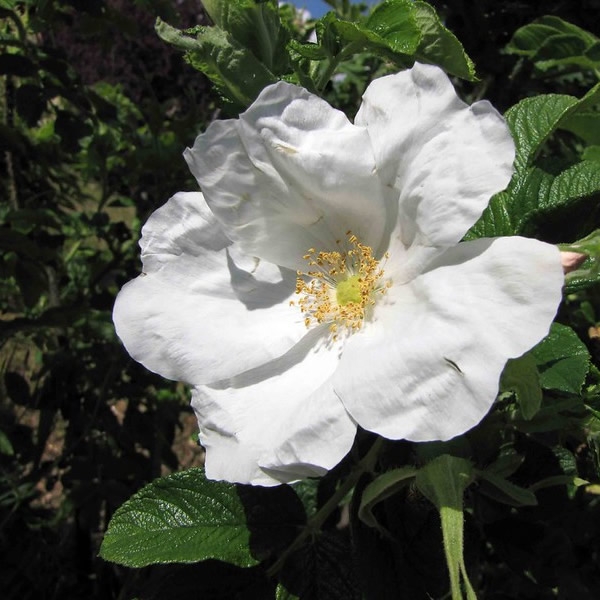 White Rugosa Rose (‘Alba’) 40-60cm Bare Root - Ardcarne Garden Centre ...